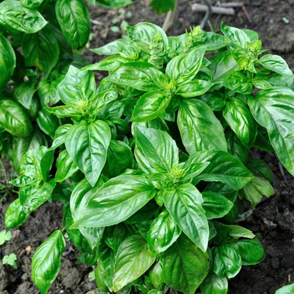 Basil, Italian Large Leaf (Ocimum basilicum) – MySeedsCo