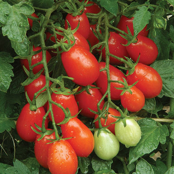 Candy Bell F1 Hybrid Tomato, Grape Tomato (Lycopersicon esculentum ...