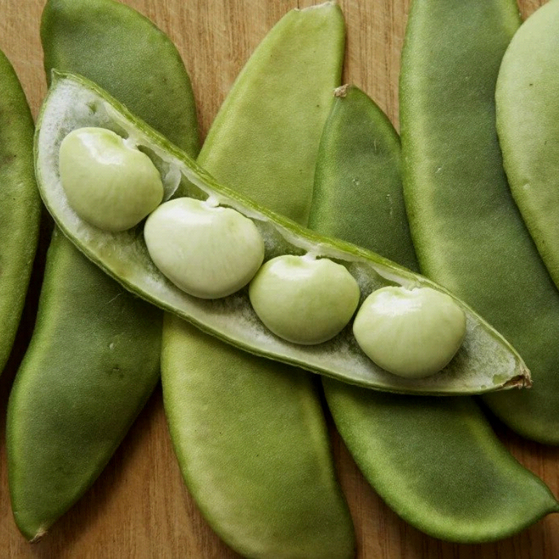 Bean – MySeedsCo