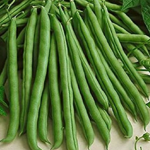 Tenderette Green, Bush Bean (Phaseolus vulgaris) – MySeedsCo