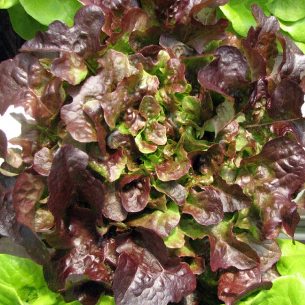 Oakleaf Red, Leaf Lettuce (Lactuca sativa) – MySeedsCo