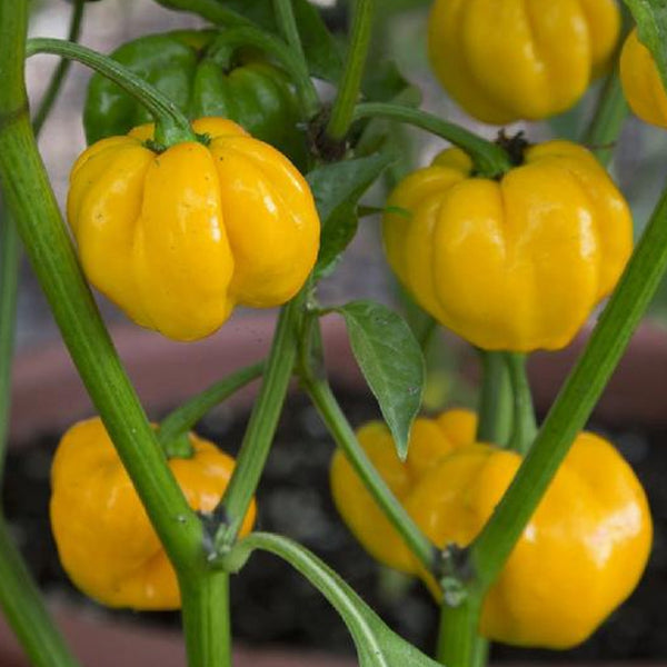 Jamaican Hot Yellow Pepper, HOT (Capsicum annuum) – MySeedsCo
