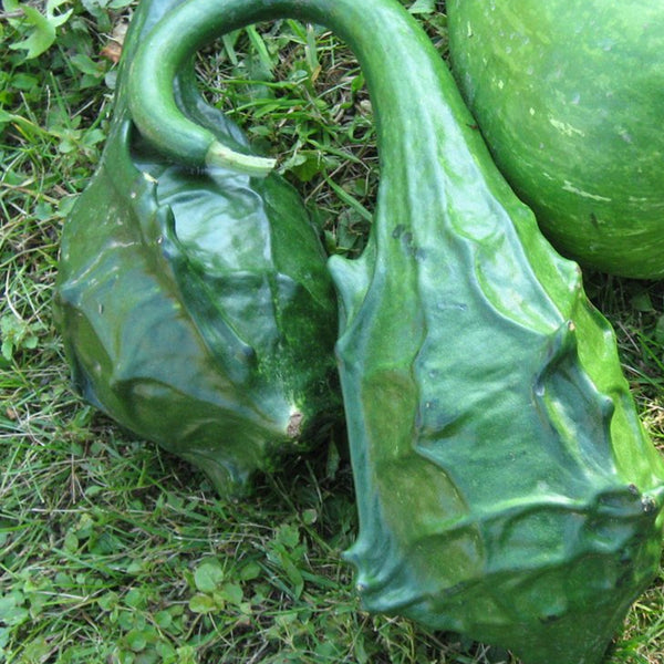 Caveman's Club Gourd (Lagenaria siceraria) – MySeedsCo