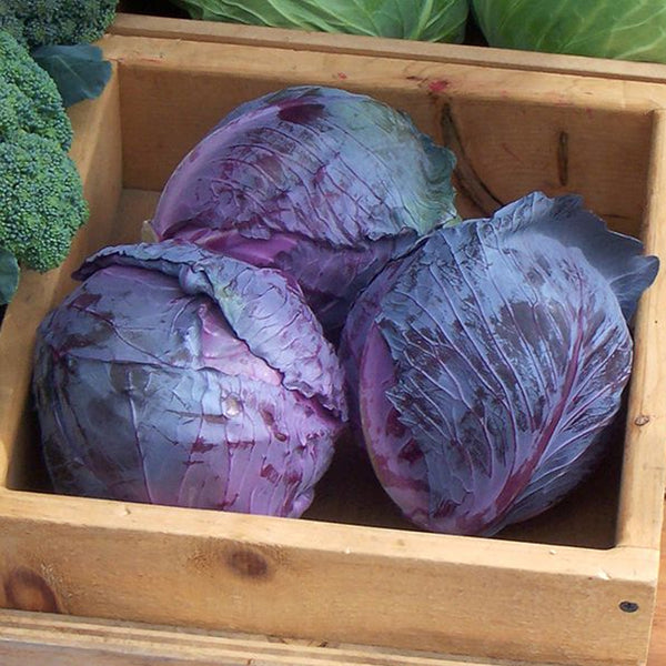 Red Express Cabbage (Brassica oleracea) – MySeedsCo