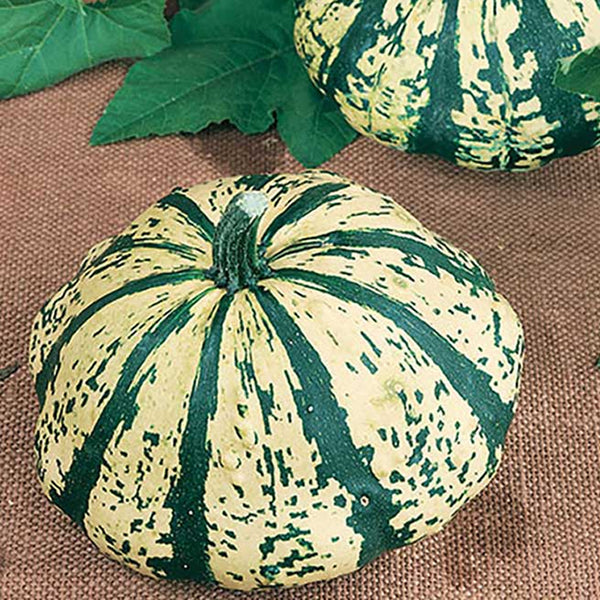 Partial Eclipse F1 Hybrid Squash, Summer (Cucurbita pepo) – MySeedsCo