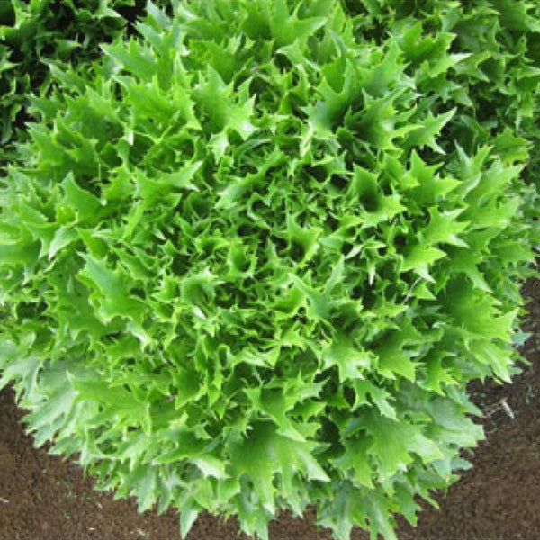 Tango, Leaf Lettuce (Lactuca sativa) – MySeedsCo