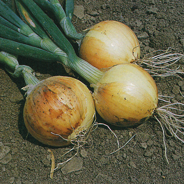 Texas Early Grano 502 Onion, Short-Day (Allium cepa) – MySeedsCo